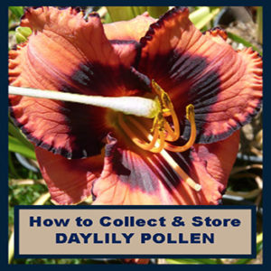 How To Collect And Store Daylily Pollen - Decadent Daylilies Australia