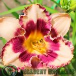 Aussie Delight - Decadent Daylilies Australia