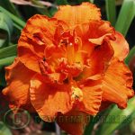 Double Daylilies Decadent Daylilies Australia
