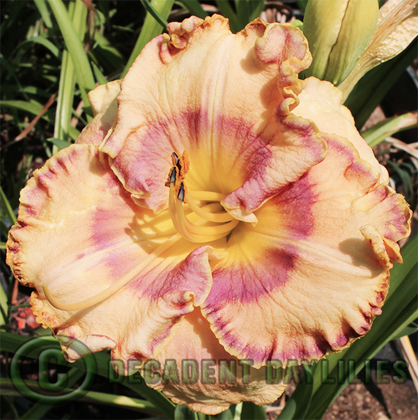 Call Me Carla - Decadent Daylilies Australia