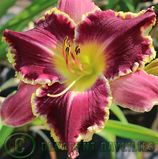 Dark Night Dynamite - Decadent Daylilies Australia