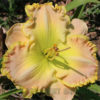 Verdant Spring - Decadent Daylilies Australia