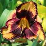 Gavin Petit - Decadent Daylilies Australia