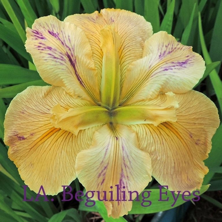 Louisiana Iris - Splitter Splatter - Decadent Daylilies Australia