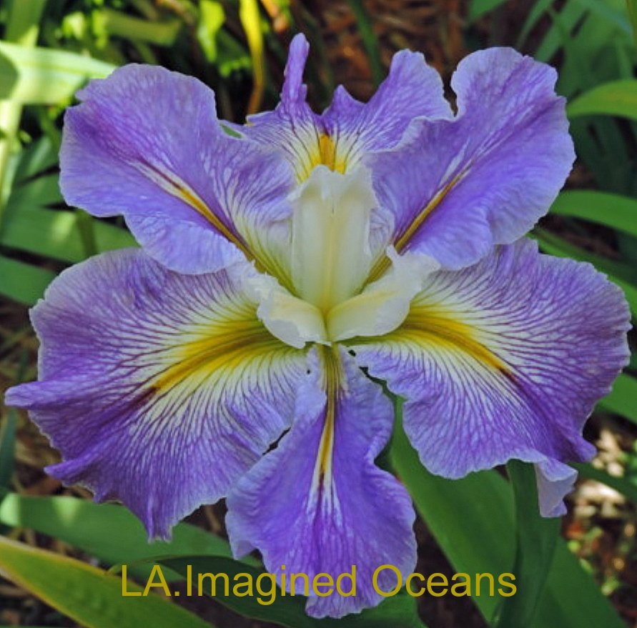 Louisiana Iris - Imagined Oceans - Decadent Daylilies Australia