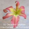 Pink Super Spider - Decadent Daylilies Australia