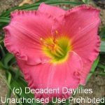 Rose Fever - Decadent Daylilies Australia