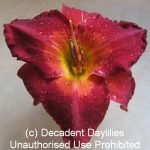 Time Lord - Decadent Daylilies Australia