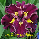 Louisiana Iris Plants For Sale - Decadent Daylilies Australia