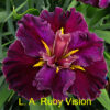 Louisiana Iris - Ruby Vision - Decadent Daylilies Australia