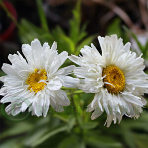 Shasta Daisy Shaggy - Decadent Daylilies Australia