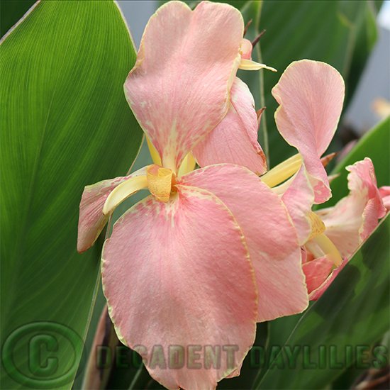 Canna - Cupid - Decadent Daylilies Australia
