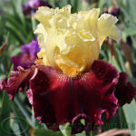 Tall Bearded Iris Argyle Knight - Decadent Daylilies Australia