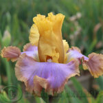 Tall Bearded Iris Decadent Daylilies Australia